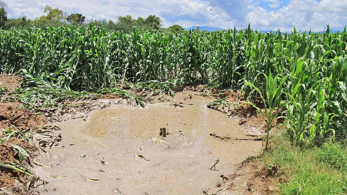 Más De 70 Mil Hectáreas De Cultivos Agrícolas Dañados Por Fenómenos
